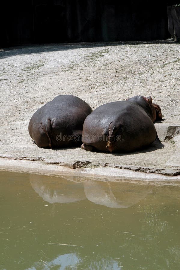 Hippo stock photo. Image of wildlife, profile, male, hippopotamus - 3420758