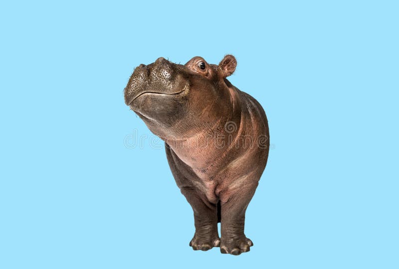Hippo Calf Facing at the Camera on Blue Stock Image - Image of studio ...