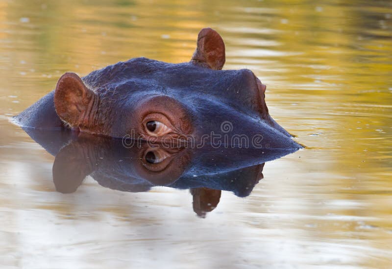 Hippopotomous Stock Photos - Free & Royalty-Free Stock Photos from ...