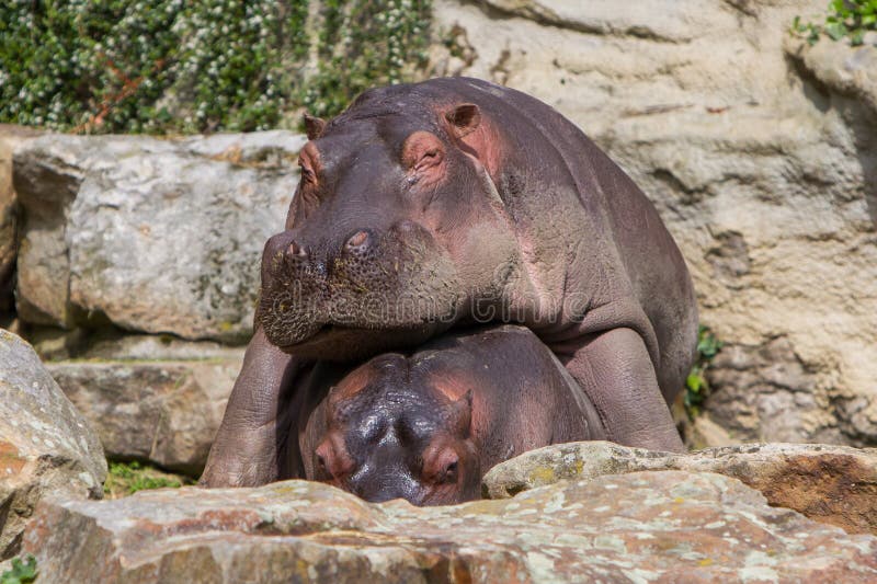 Hippo Die Op Een Andere Hippo Rusten Stock Foto - Image of paar ...