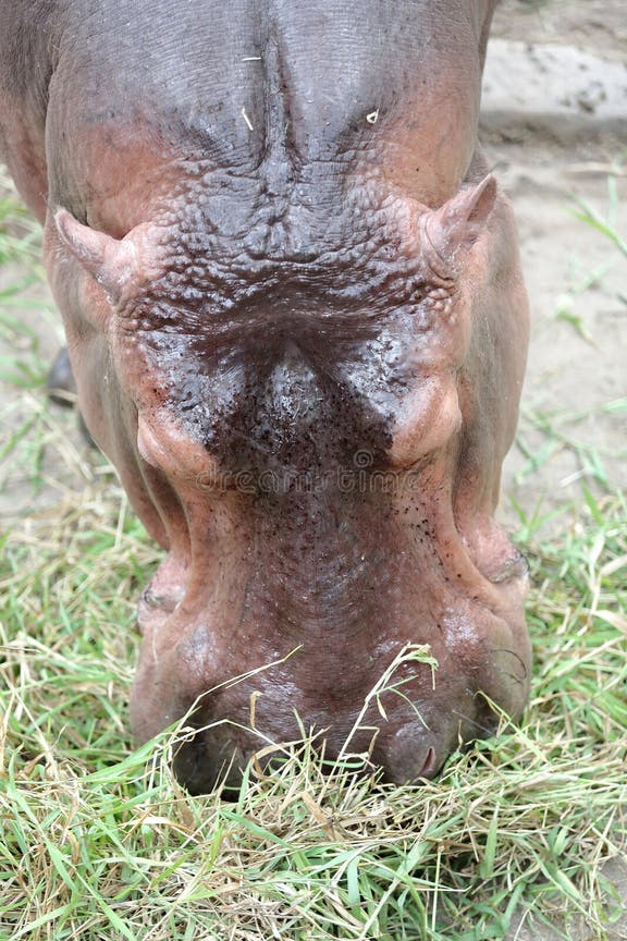 Hippo Eating Fresh Green Grass Stock Image - Image of hippopotamus ...