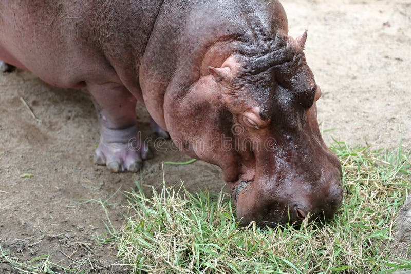 Hippo Eating Fresh Green Grass Stock Photo - Image of wildlife, mouth ...