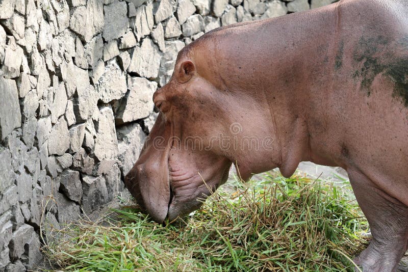 Hippo eating grass stock photo. Image of grass, hippo - 50732972