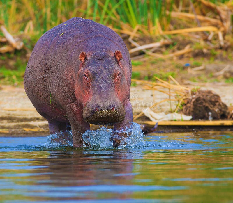 Hippo Stock Photos - Download 14,254 Royalty Free Photos