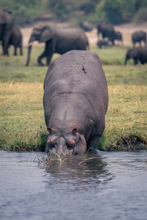 Hippo Enters River with Oxpecker on Back Stock Photo - Image of safari ...