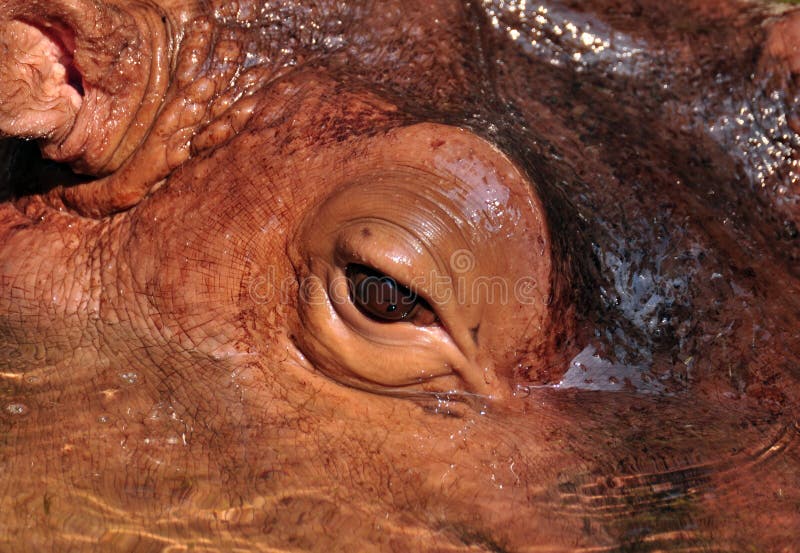 Hippo eye closeup stock photo. Image of standing, side - 20722584