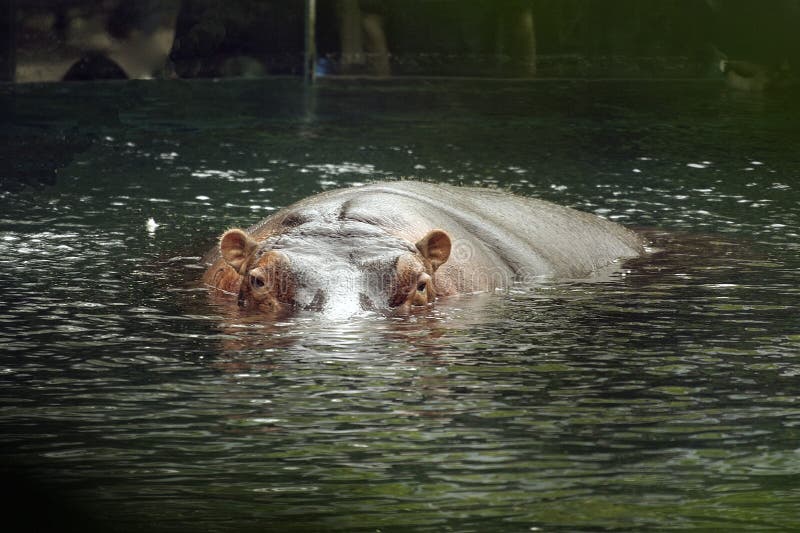 Hippo eyes stock photo. Image of hippopotamus, eyes, ears - 433222
