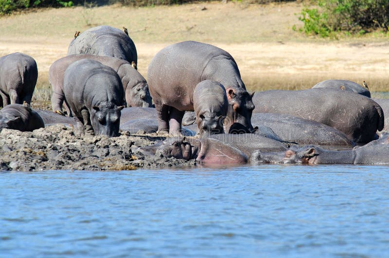 Hippo family stock photo. Image of ecology, aggressive - 18040572
