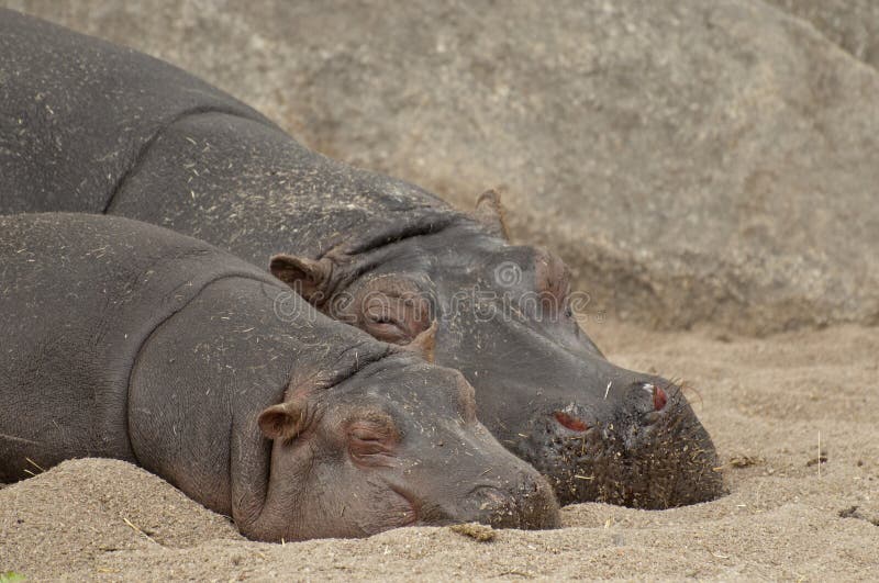 Hippo family stock image. Image of animal, semiaquatic - 26831107