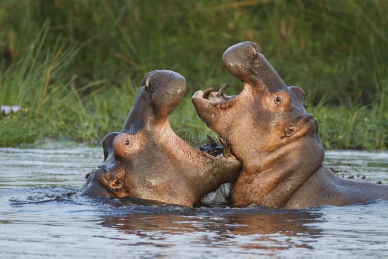 Hippos Fight Wildlife stock image. Image of color, closeup - 48149599