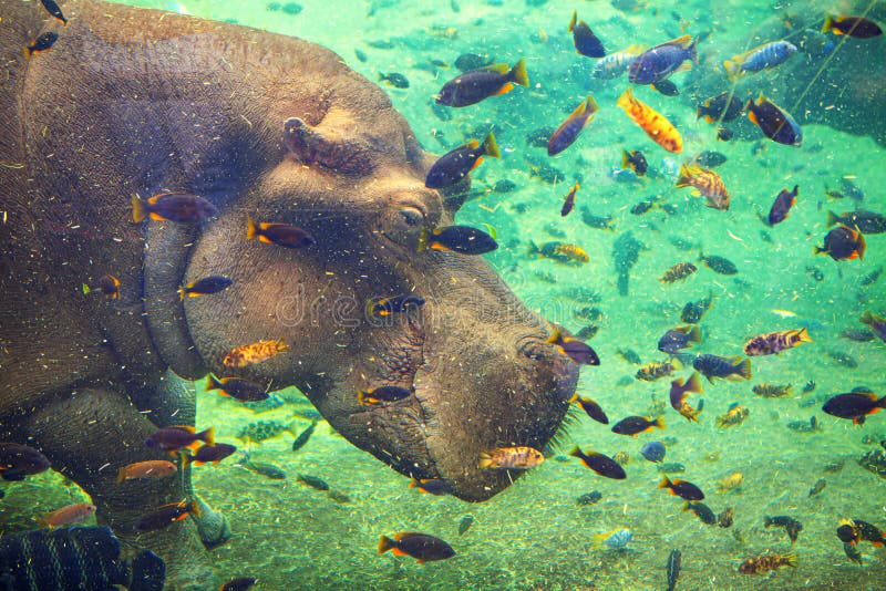 Hippo and fish stock image. Image of hippo, color, blue - 175288101
