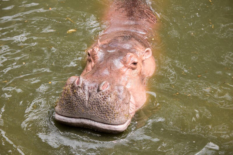 Hippo Floating in the Water Stock Photo - Image of brown, park: 252803070