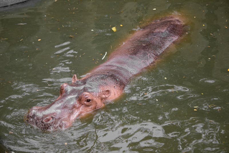Hippo Floating in the Water Stock Image - Image of happiness, daytime ...