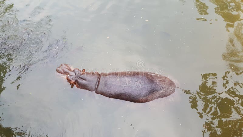 Hippo floats in water stock photo. Image of outdoors - 165354986