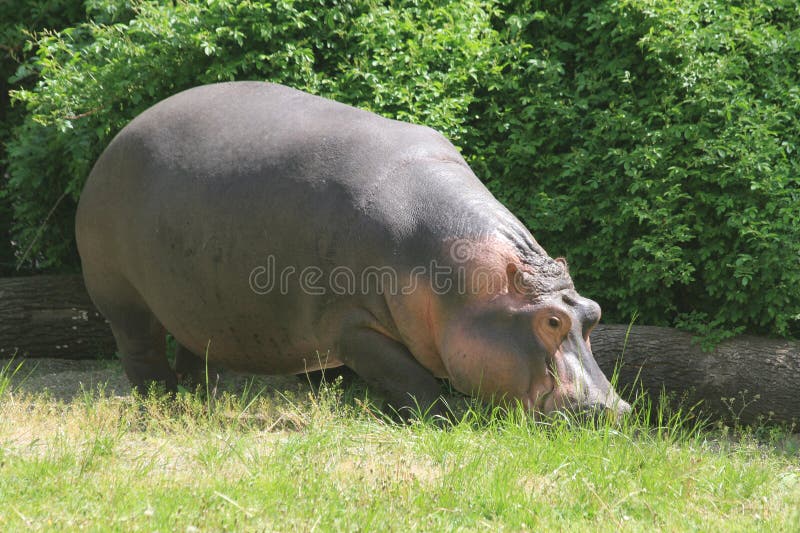 Hippo in the grass stock photo. Image of evening, wildlife - 281536576