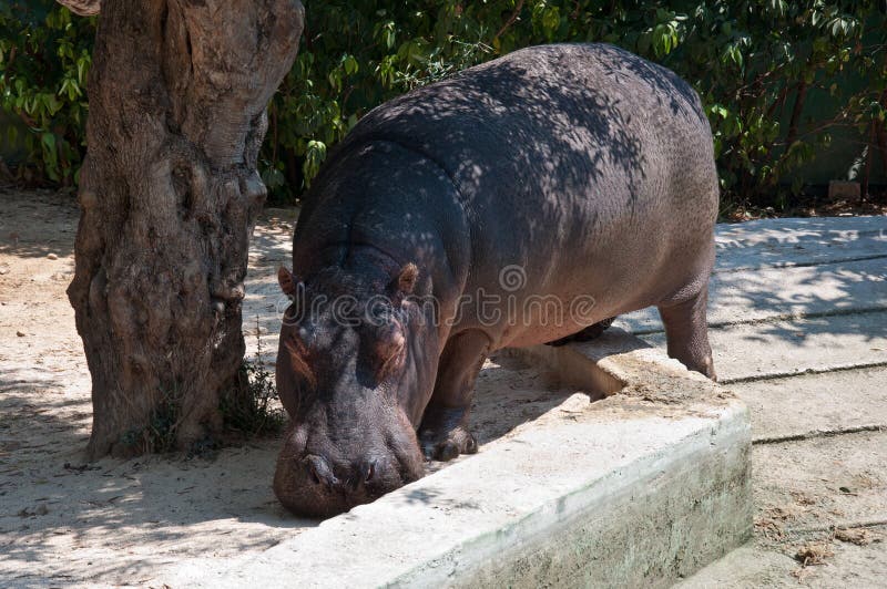 The Hippopotamus Near a Tree in a Zoo Stock Image - Image of animals ...
