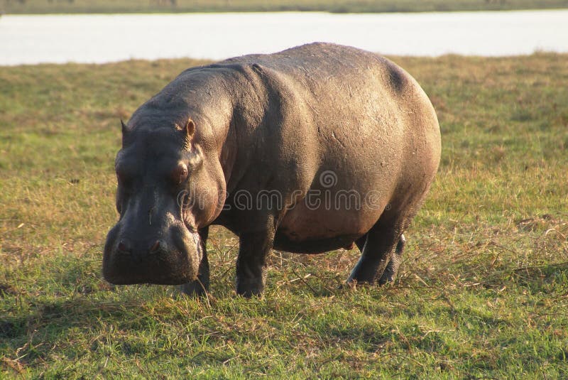 Hippo is Grazing on the Riverside Stock Photo - Image of river ...