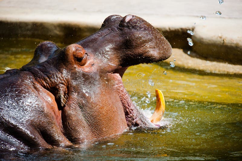 A Hippo Having a Shower in Water Stock Image - Image of open, animals ...
