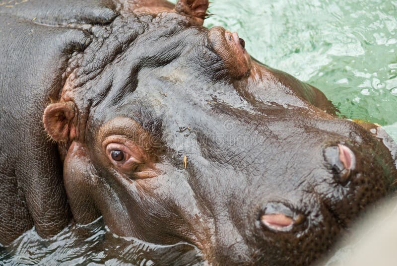 Hippo head stock image. Image of wild, large, herbivore - 24796585