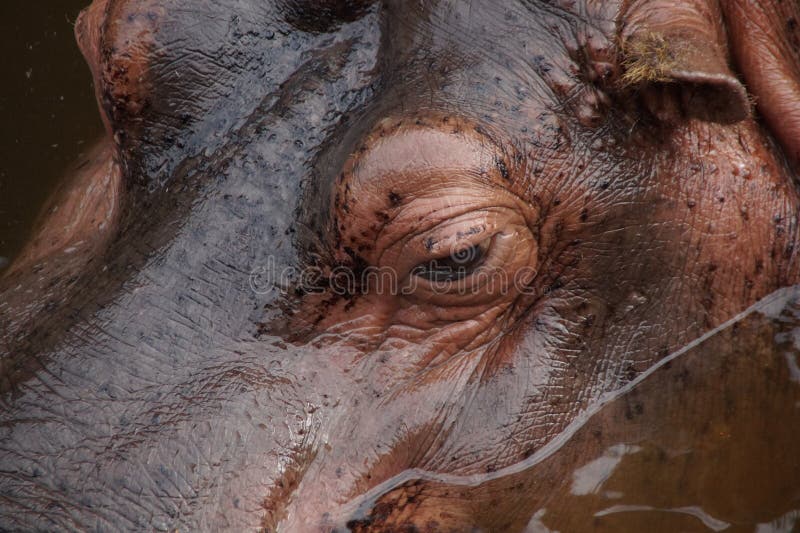 Hippo head - eye stock photo. Image of water, nature - 46146976