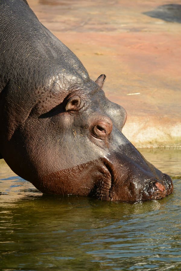 Hippo stock image. Image of horn, hippo, huge, fauna - 44699233