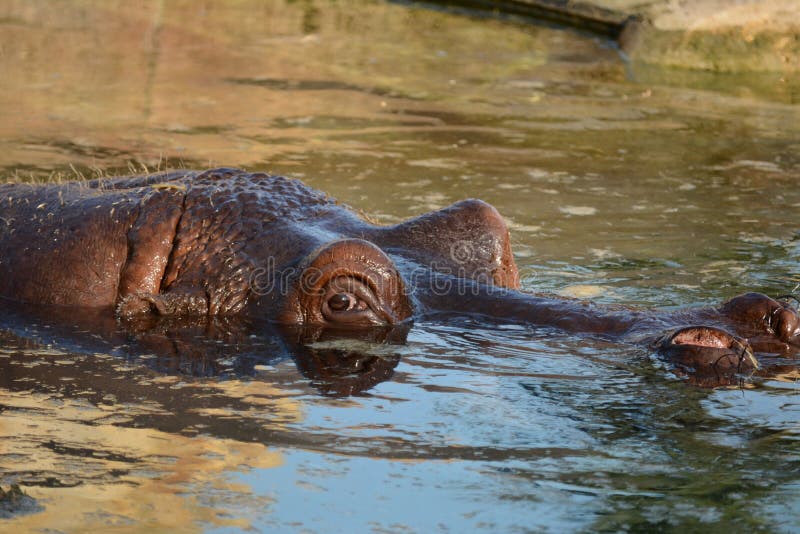 Hippo stock photo. Image of animal, snout, mammal, wildlife - 44699200