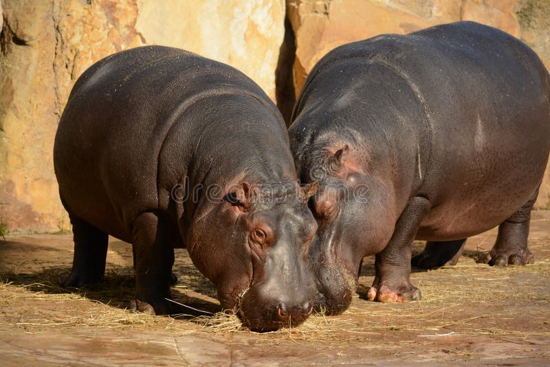 Hippo stock photo. Image of snout, safari, wildlife, horn - 44699246