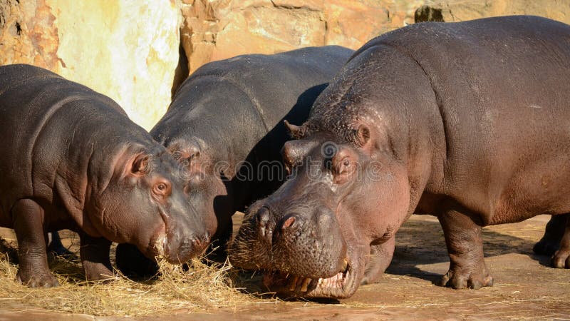 Hippo stock photo. Image of huge, hippo, organism, snout - 44699534