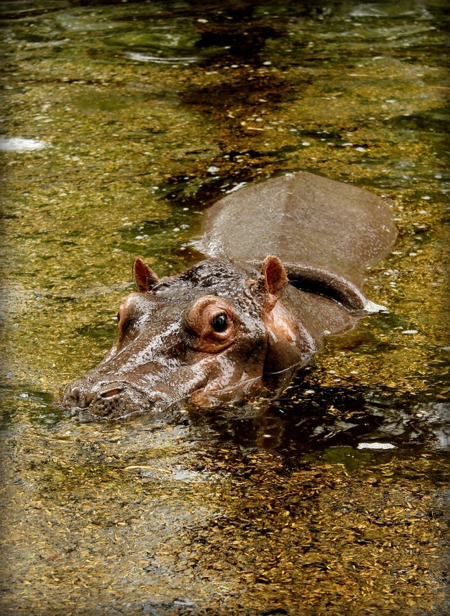 Hippo, Hippopotamus Looking To the Camera Stock Image - Image of hippo ...
