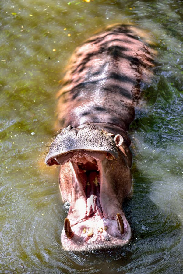 Hippo Hippopotamus stock photo. Image of environment - 53167932