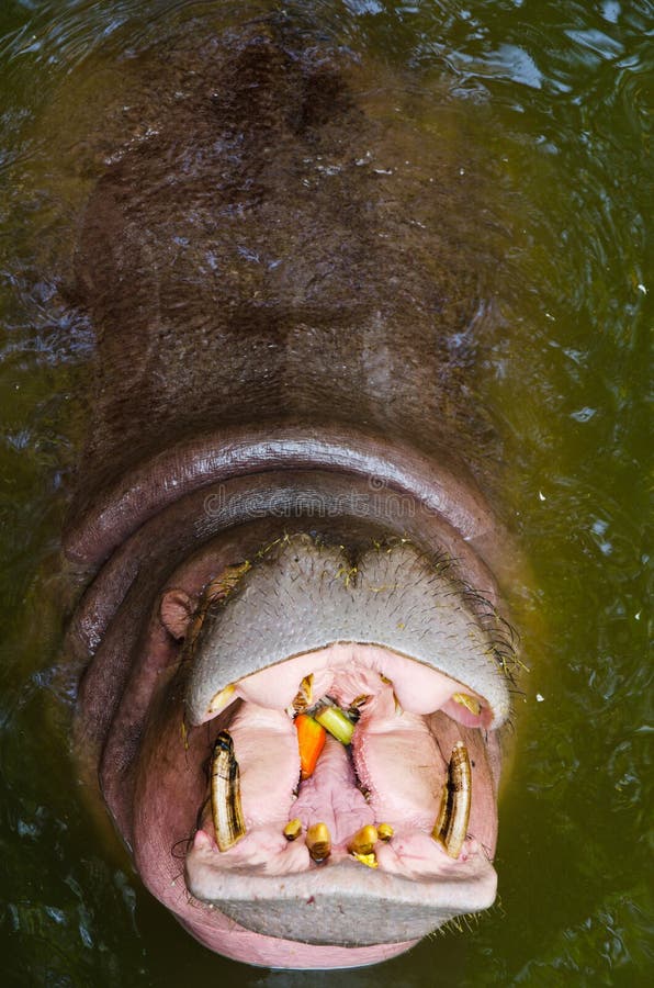 Hippo Hippopotamus Open Its Mouth Stock Image - Image of open, feeding ...