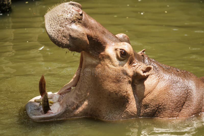 Hippo Hippopotamus stock image. Image of head, open, good - 33645089
