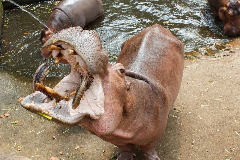 103 Hippo Showing Huge Jaw Teeth Photos - Free & Royalty-Free Stock ...