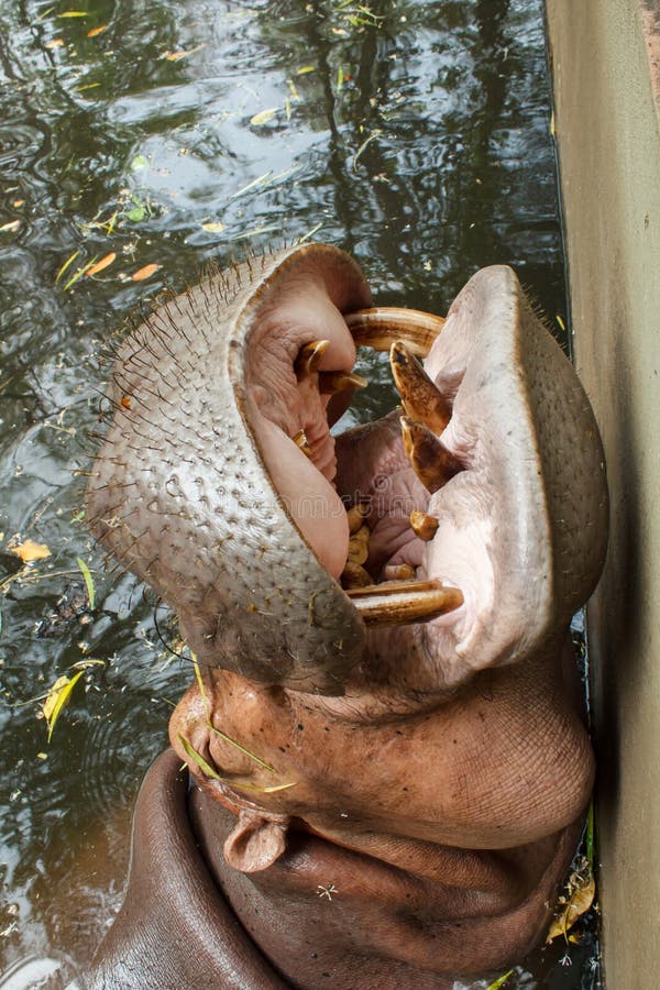 Hippo Showing Huge Jaw Teeth Stock Photos - Download 75 Royalty Free Photos