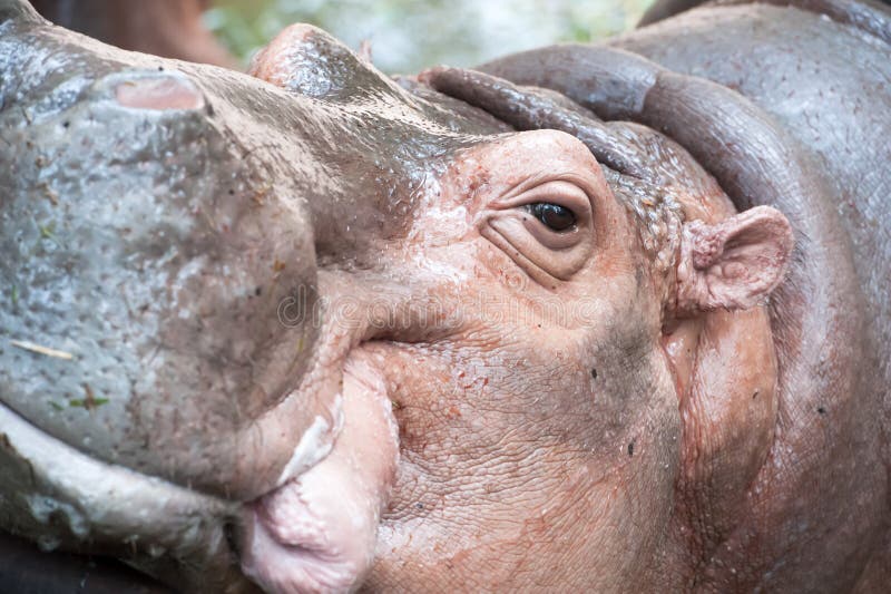 Gray Hippo Stock Images - Download 684 Royalty Free Photos