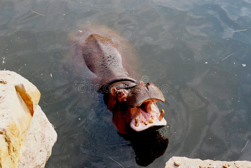Hippo stock photo. Image of water, china, smile, mouth - 55345064