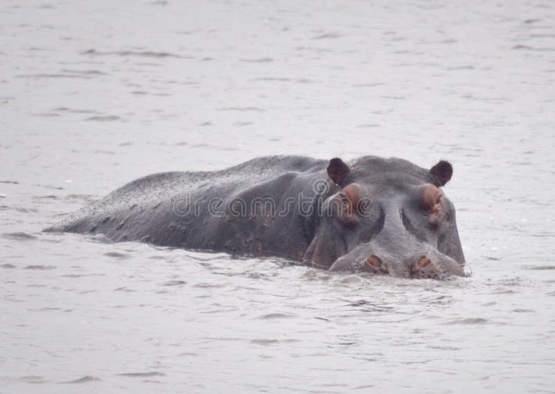 Angry Hippo with Open Mouth, Naivasha, Kenya Stock Photo - Image of ...