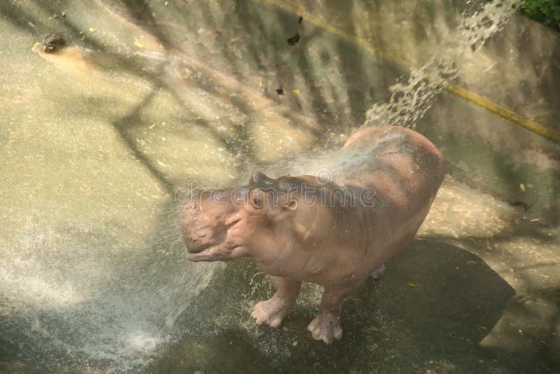 Hippo Joyfully Play with Water Shower Stock Photo - Image of natural ...