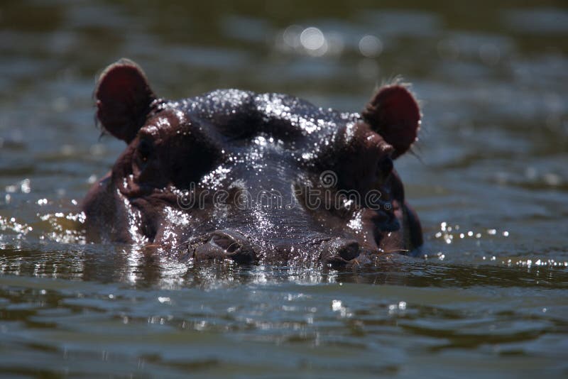 Hippo stock image. Image of wildlife, snout, nature, hippo - 89501083