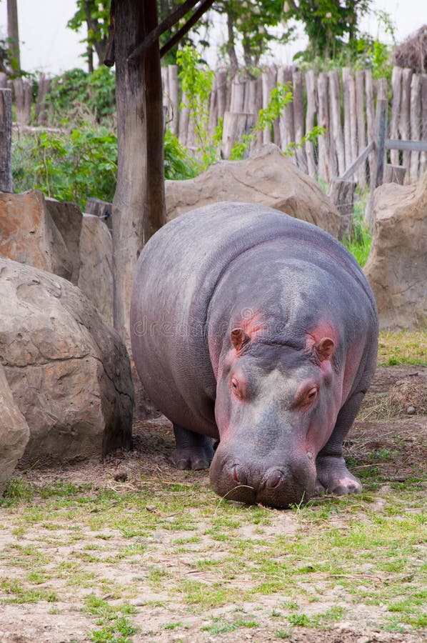Large Hippo Standing In Water Stock Photo - Image of kenya, nature ...