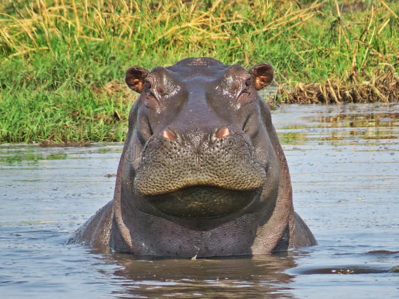 Hippo stock image. Image of hippo, strong, pink, scary - 47957459