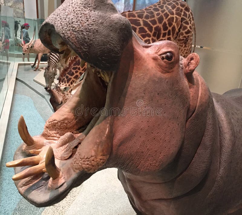 Hippo at Natural History Museum Editorial Photo - Image of mouth ...