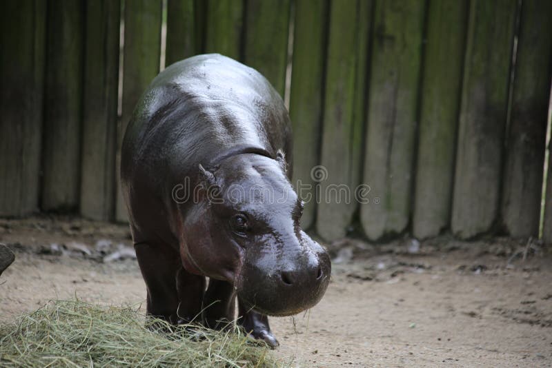 Hippo stock image. Image of nature, pasture, natural - 34921589
