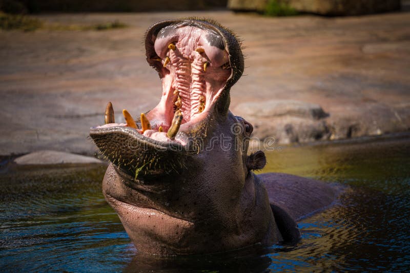 Hippo with an Open Mouth in the Water Stock Photo - Image of mouth ...