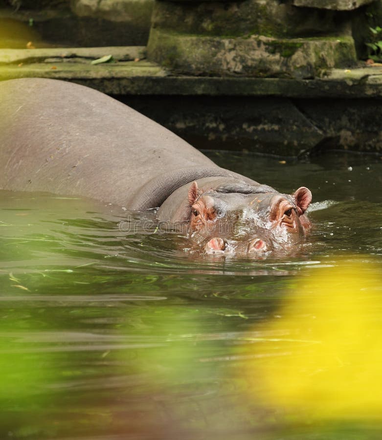 Hippo stock photo. Image of bank, wildlife, rare, snout - 61411074