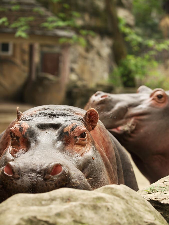 Hippo stock image. Image of rare, hippo, white, organism - 61411119