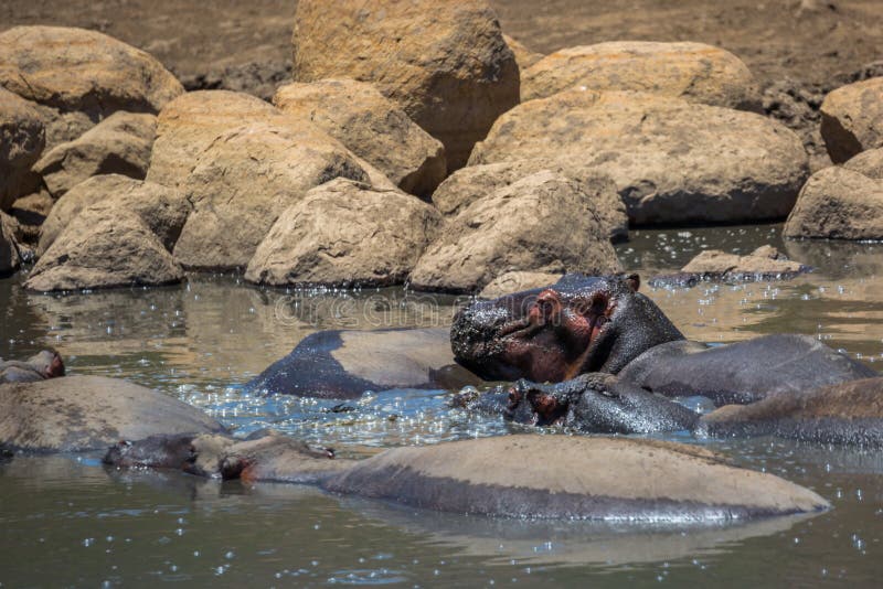 Hippo pool stock photo. Image of animal, bathing, hippopotamus - 65517946