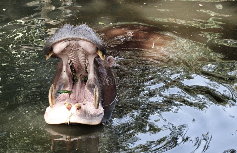 Hippo portrait stock photo. Image of wildlife, aquatic - 36545084