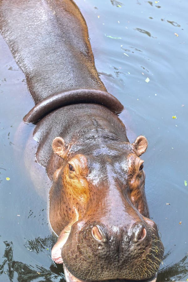 Hippo Portrait in the Nature Stock Image - Image of pets, hippopotamus ...