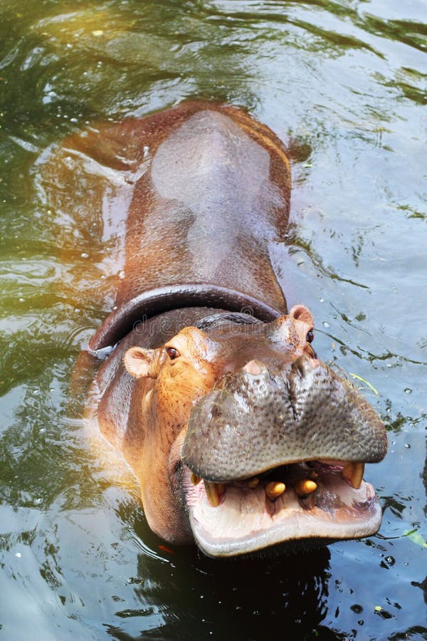 Hippo Portrait in the Nature Stock Image - Image of animals ...
